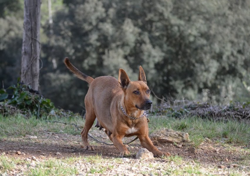 Galgo en Podenco (mix)