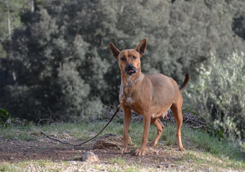 Galgo en Podenco (mix)